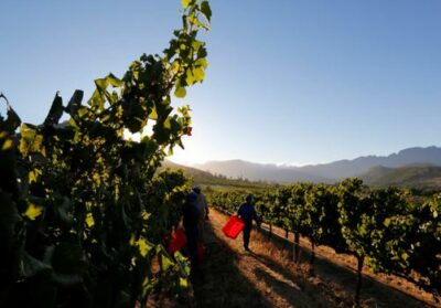A beginner's guide to South African wine - winemag