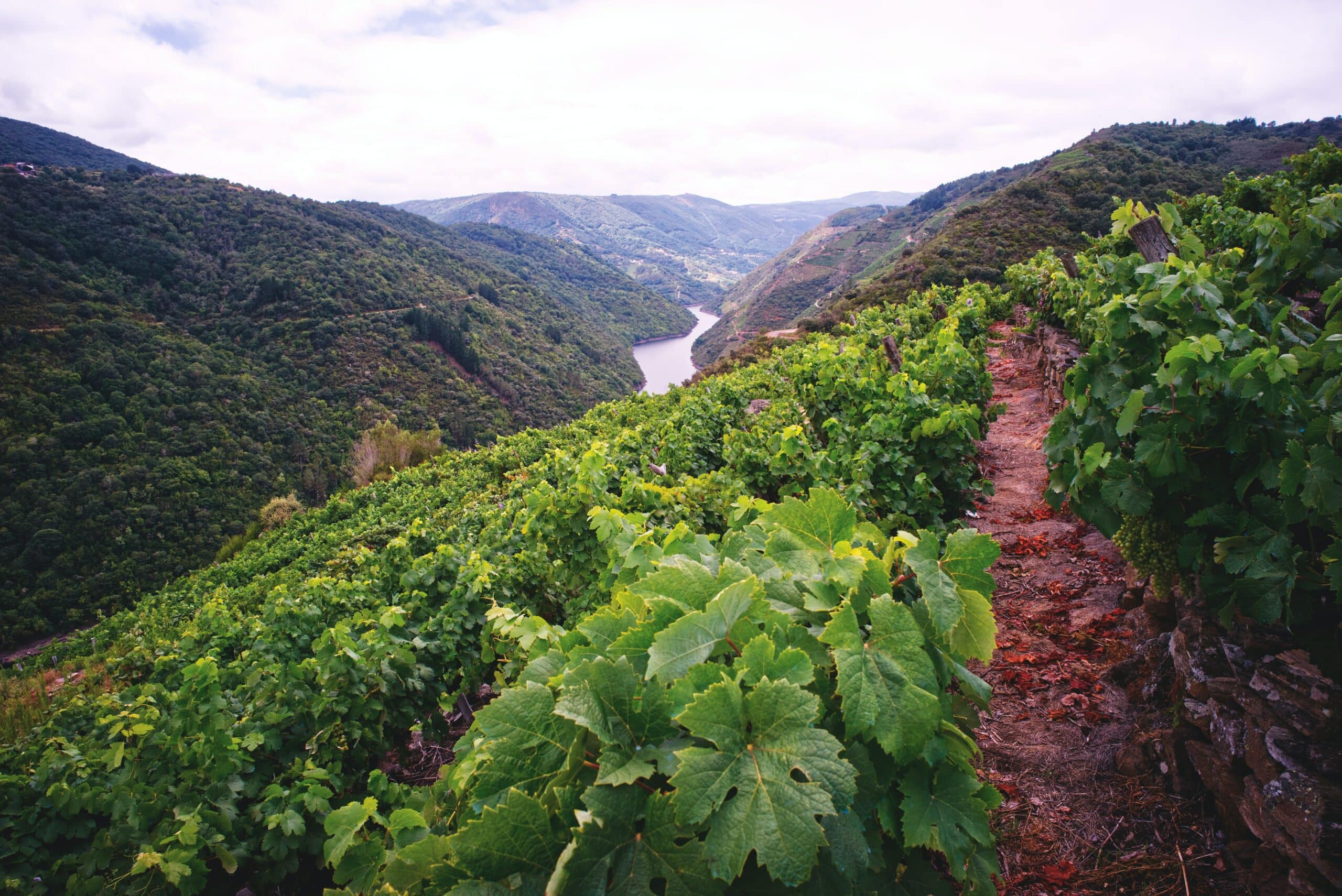 Fintan Kerr: The rise of Galician wine - winemag