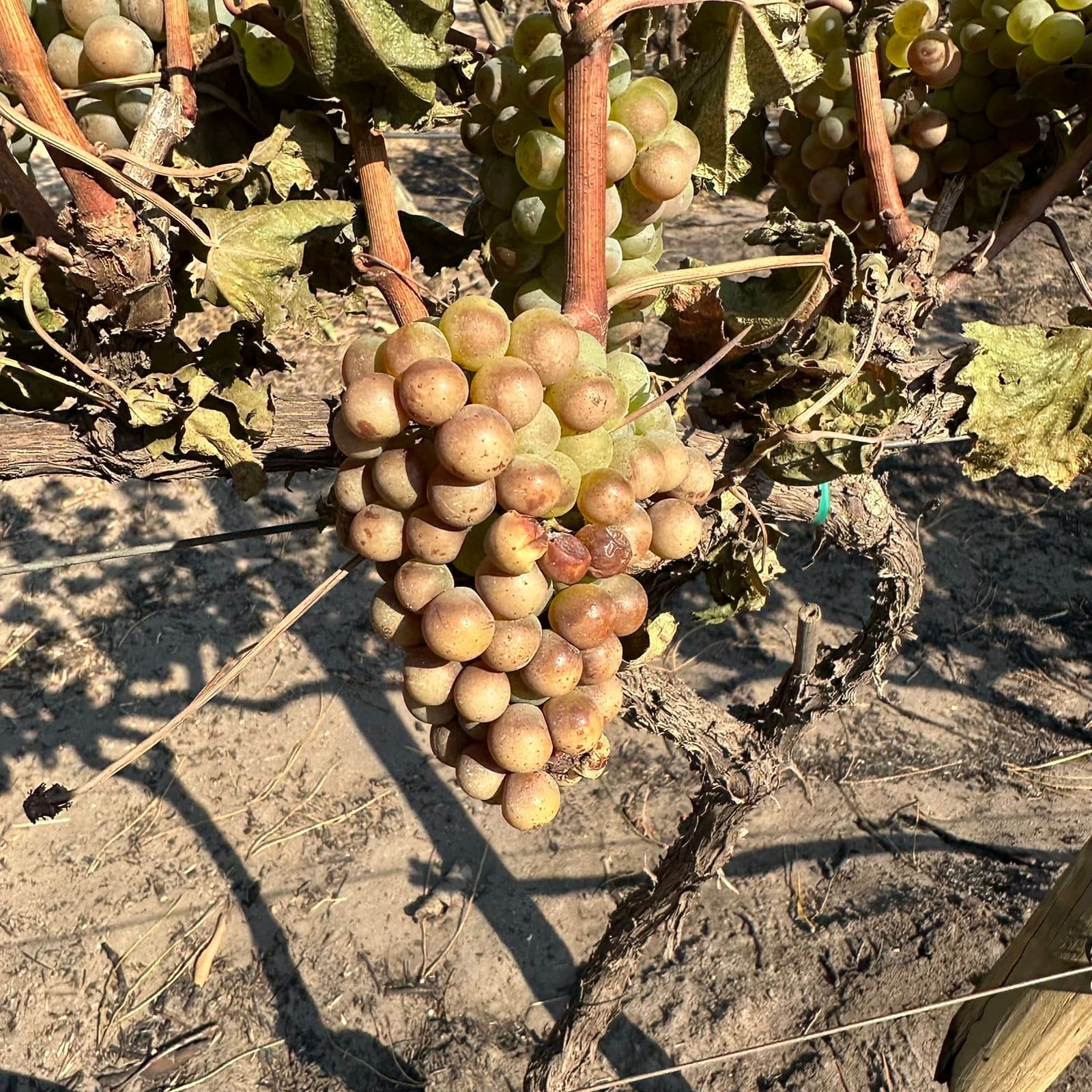 FermTech briefing: Smoke taint and the need for proactivity over ...